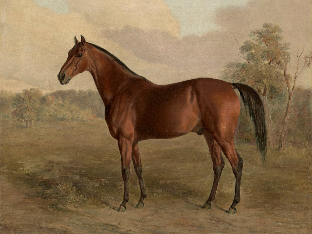 Elegant Stallion – Su Casa Shoppe